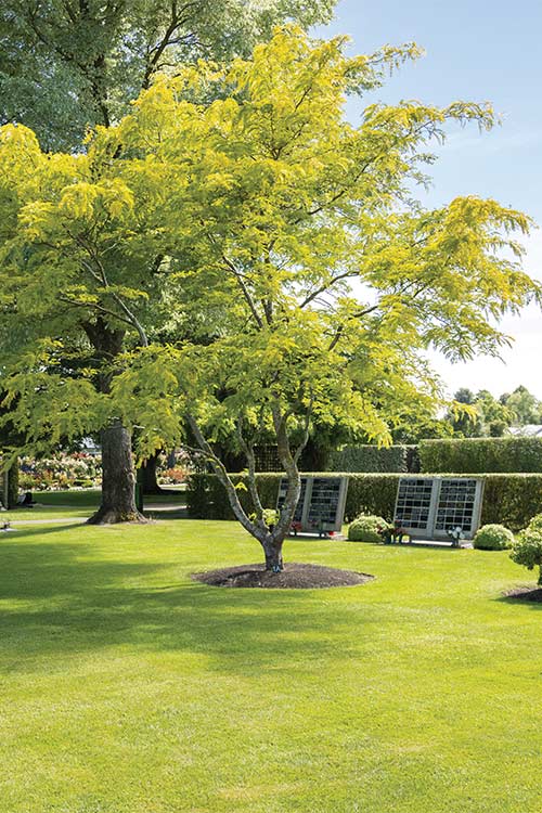 Natural Trees – Harewood Crematorium